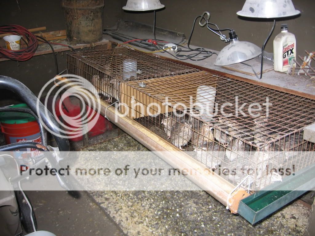 My Quail Pens | BackYard Chickens - Learn How to Raise Chickens